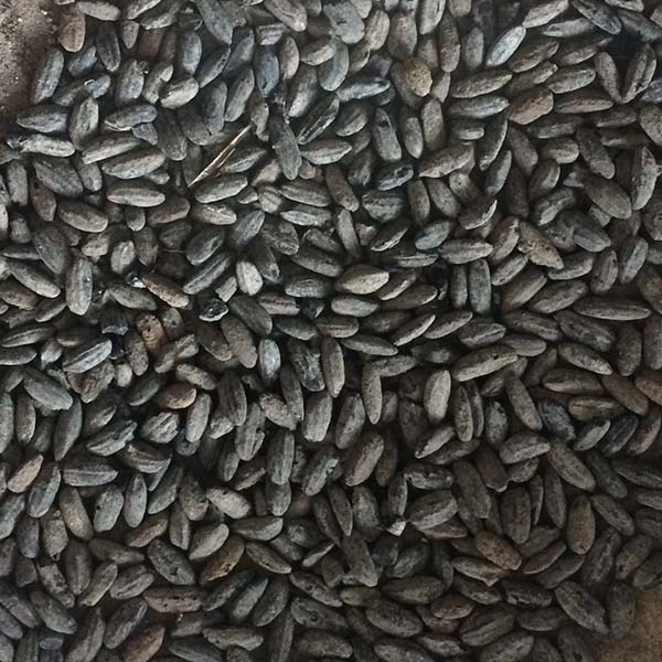 Artifacts – The Sacred Rice Archaeological Project